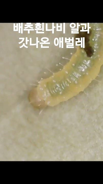 3학년 배추흰나비 알과 갓 나온 애벌레 관찰 Youtube