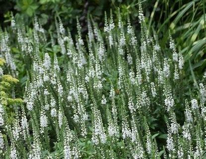 Veronica X Magic Show White Wands Spike Speedwell Diggin It Nursery