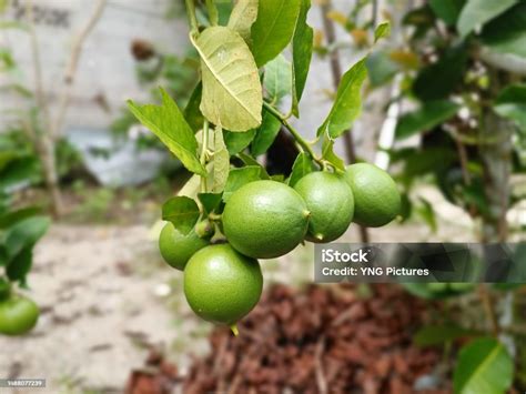 buah jeruk nipis hijau segar yang masih menempel di pohon cocok diperas