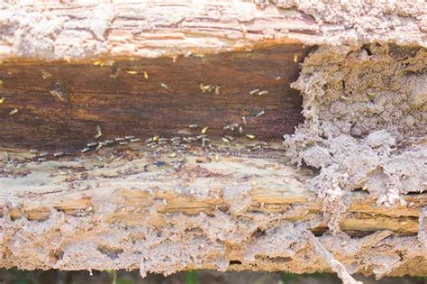 7 Different Insects That Eat Wood Pictures Wildlife Informer