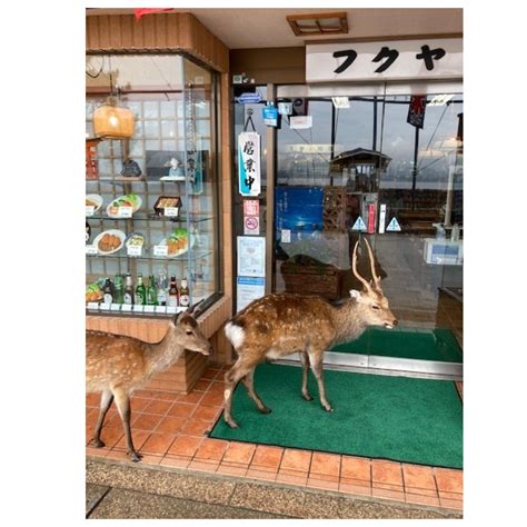 宮島で鹿 50女独身ぎっくり腰になりました