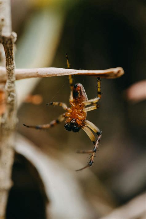 Biotic And Abiotic Components In An Ecosystem Photos Download The Best