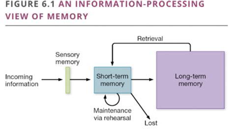 Chapter The Acquisition Of Memories And The Working Memory System Flashcards Quizlet