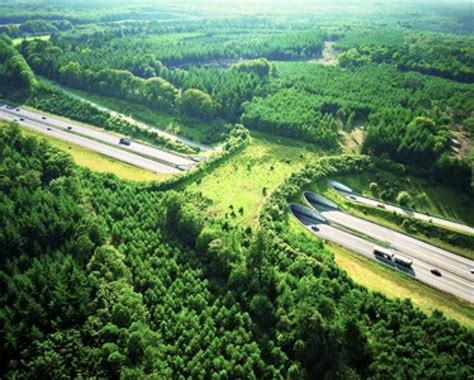 Discover Amazing Wildlife Overpasses That Save Millions Of Animals