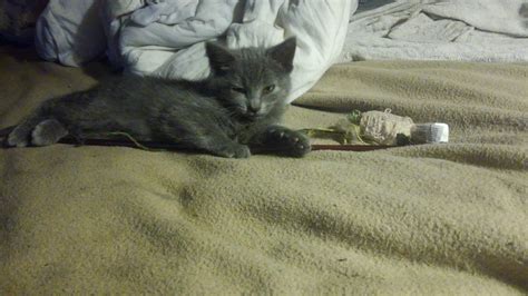 Grumpykitten Greygoddess Free Photo On Pixabay Pixabay