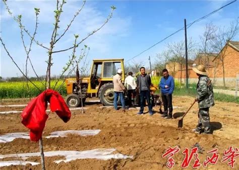 馬鈴薯脫毒種薯 讓農民搭上增收快車 每日頭條