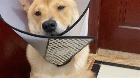 忍忍吧 系嚣士啊 系嚣士啊 哔哩哔哩视频