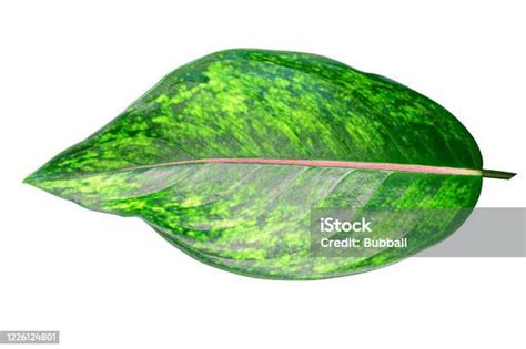 녹색과 빨간색의 여러 가지 색상과 Aglaonema 잎은 클리핑 경로와 흰색 배경에 고립 0명에 대한 스톡 사진 및 기타 이미지