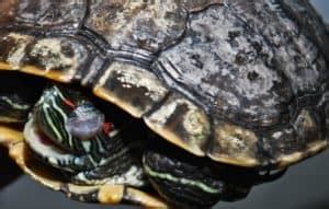 How To Treat Shell Rot In Red Eared Slider The Turtle Hub