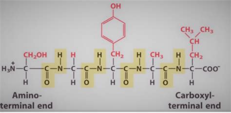AP Bio Unit Quiz Review Flashcards Quizlet