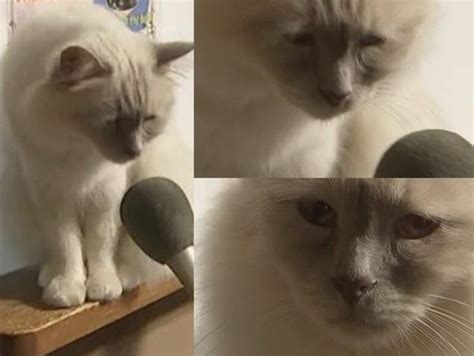 Создать мем кот мем грустный затем кот кот мем Картинки Meme