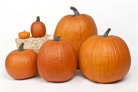 High Resolution Large Pumpkin Clip Art Library