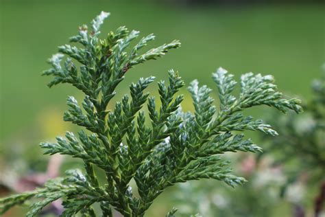Conifer Leaf