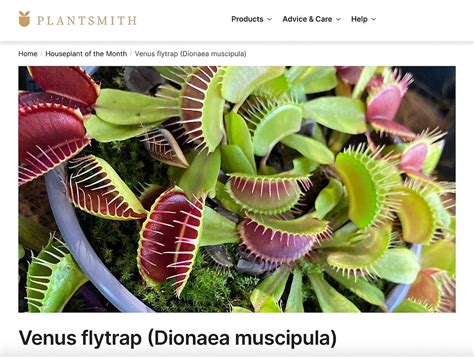 Plantsmith Venus Flytrap