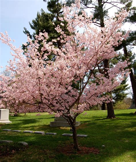 Prunus Accolade D Big Heart Tree Care