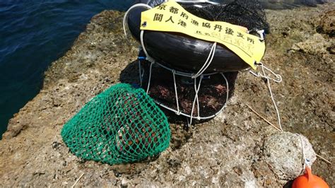 素潜り漁 サザエ・アワビ 京都 間人港 遊漁船 「goldrush」