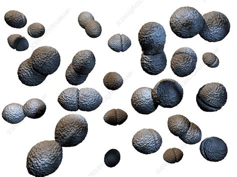 Enterococcus Bacteria Artwork Stock Image C0225953 Science