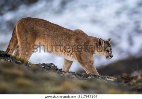 53 Fotos De Puma Patagonia Chilena Fotos Imágenes Y Otros Productos