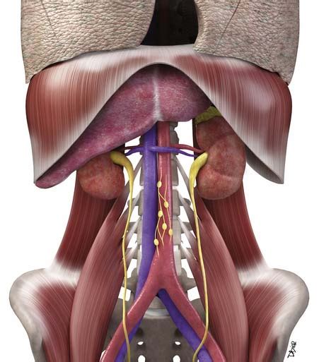 Primary Retroperitoneal Tumors Radiology Key