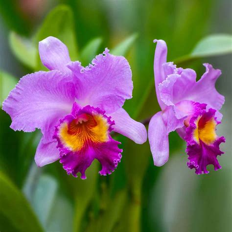 Orchideen: Tipps zur Pflege der Phalaenopsis