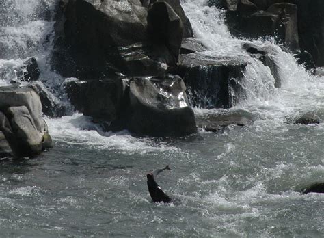 Bill Monroe Oregon Seeking Expanded Sea Lion Controls Following
