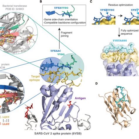 Schematic Illustration Of The Combinatorial Structure Based Cdr Design Download Scientific