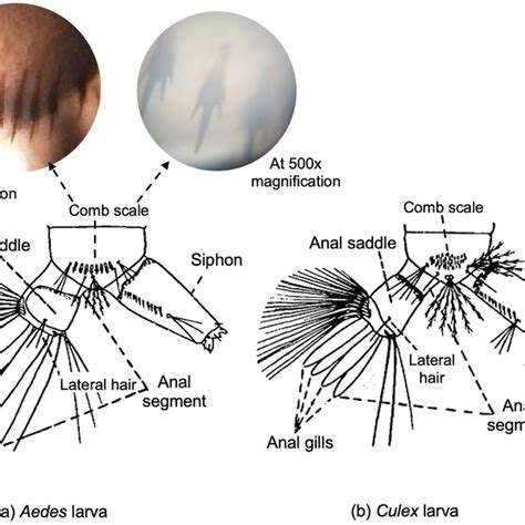 Life Cycle Of An Aedes Mosquito From Eggs To Adult Download
