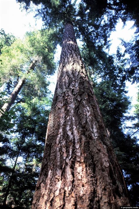 Douglas Fir Forest Geographic Media