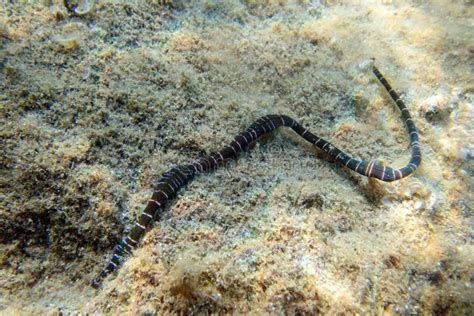 Very Rare Imge Of Banded Bootlace Sea Worm Notospermus Geniculatus
