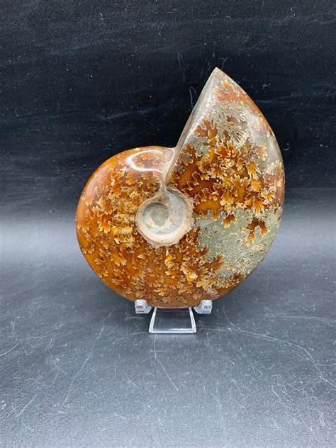 Whole Ammonite Fossil Red Stone Fossils