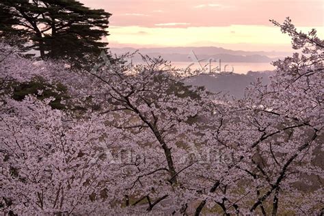 朝の桜と松島 13040539 の写真素材 アフロ