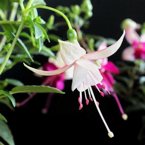 Fuchsia Trailing Southgate 9cm Pot Yew Tree Garden Centre
