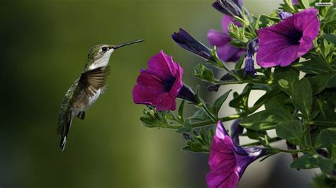 🔥 [90 ] Free Bird And Flower Wallpapers Wallpapersafari