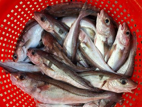 Thuenen Dana Für Walther Herwig Iii 474 Reise