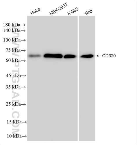 Cd320 Antibody 83574 3 Rr Proteintech