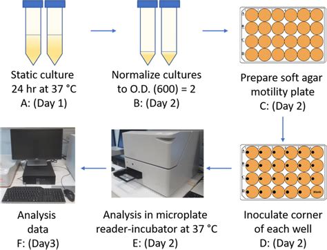Overview Of Absorbance Based Bacterial Motility Assay A Bacterial