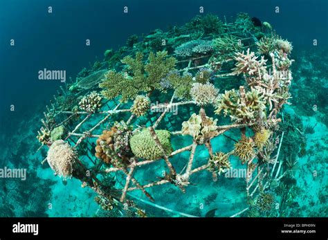 Healthy Hard Corals Growing On A Biorock Reef Restoration Structure Gili Trawangan Lombok