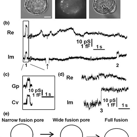 Cell Attached Membrane Capacitance Cm Measurements On Pituitary