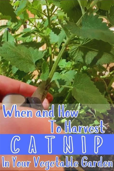harvesting catnip when and how to harvest catnip catnip plant