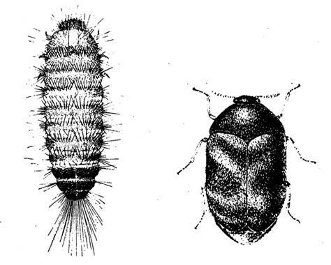 خنفساء الحبوب الشعرية خنفساء خابرا Trogoderma Granarium Everts