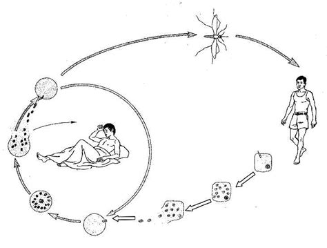 Plasmodium Drawing