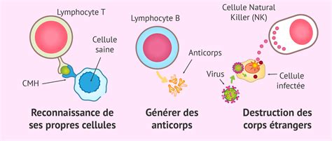 Fonctionnement Du Système Immunitaire