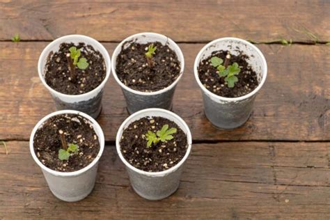 Propagating Fig Trees A Sweet Guide To Growing Your Own Fruits Minneopa Orchards