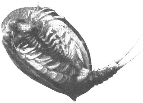 figure 14 from the flood post flood boundary in the fossil record