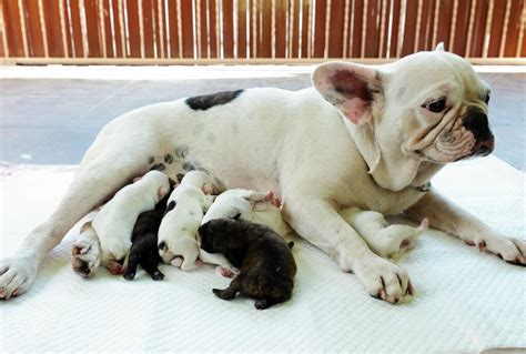 CÓMO NACEN LOS PERROS Etapas del parto y proceso