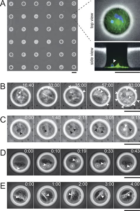 Array Of Microwells To Control Hspc Mesenchymal Stem Cell Interaction
