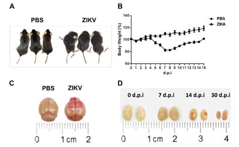 Characterization Of The Zikv Infection In Ifnar1 Mice Ifnar1 Mice