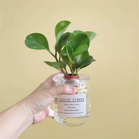圓葉椒草 招財 水耕 室內盆栽 Hug Mountains｜植栽盆栽人氣榜 Pinkoi