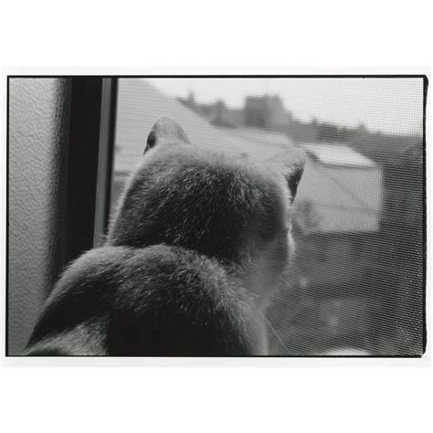 蓮井元彦さんのインスタグラム写真 蓮井元彦Instagram 外の様子をうかがう寅吉の後ろ姿 2020 寅吉 rescuecat
