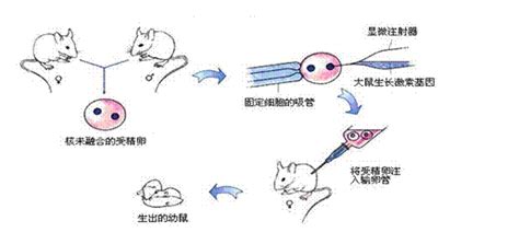 1982年 英国的杂志发表了一篇文章 有两个美国实验小组共同研制出转基因超级鼠 也就是把小鼠变成大鼠 转基因鼠比与它同胎所生的小鼠生长速度快